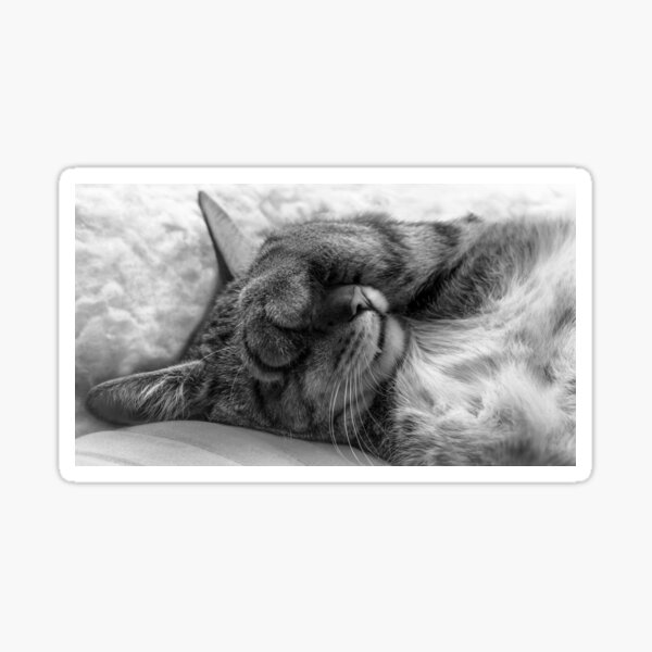 "Shy Cat" Sticker for Sale by dawnmvd | Redbubble