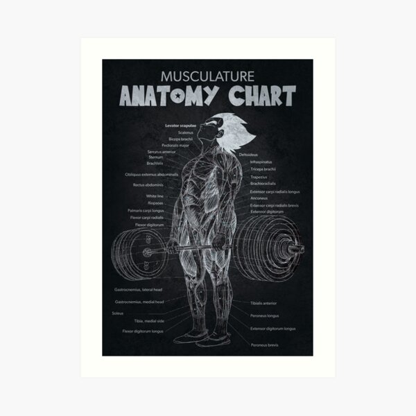 "Vegeta Deadlift Muscle Chart - Anatomy Diagram - Anime Gym ...