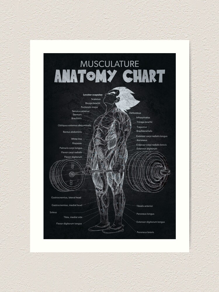 "Vegeta Deadlift Muscle Chart - Anatomy Diagram - Anime Gym ...