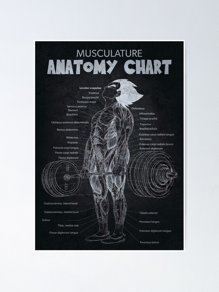 Póster «Vegeta Deadlift Muscle Chart - Diagrama de anatomía - Anime Gym ...