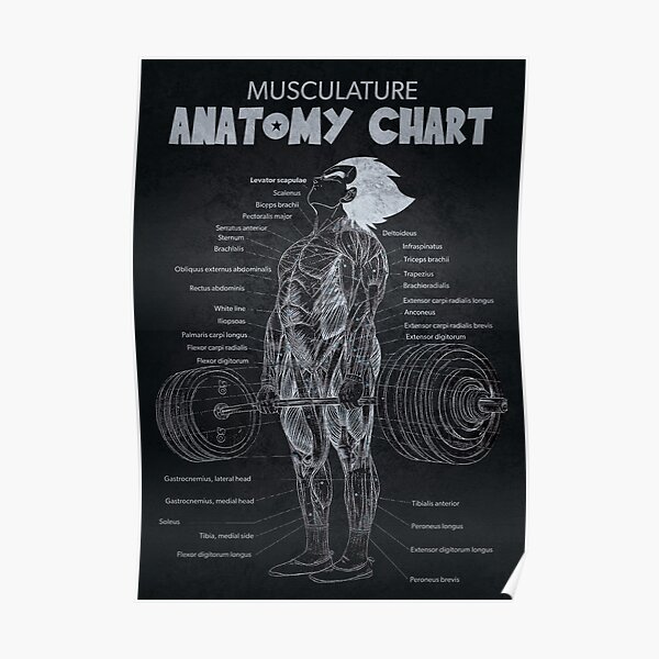 "Vegeta Deadlift Muscle Chart - Anatomiediagramm - Anime Gym ...