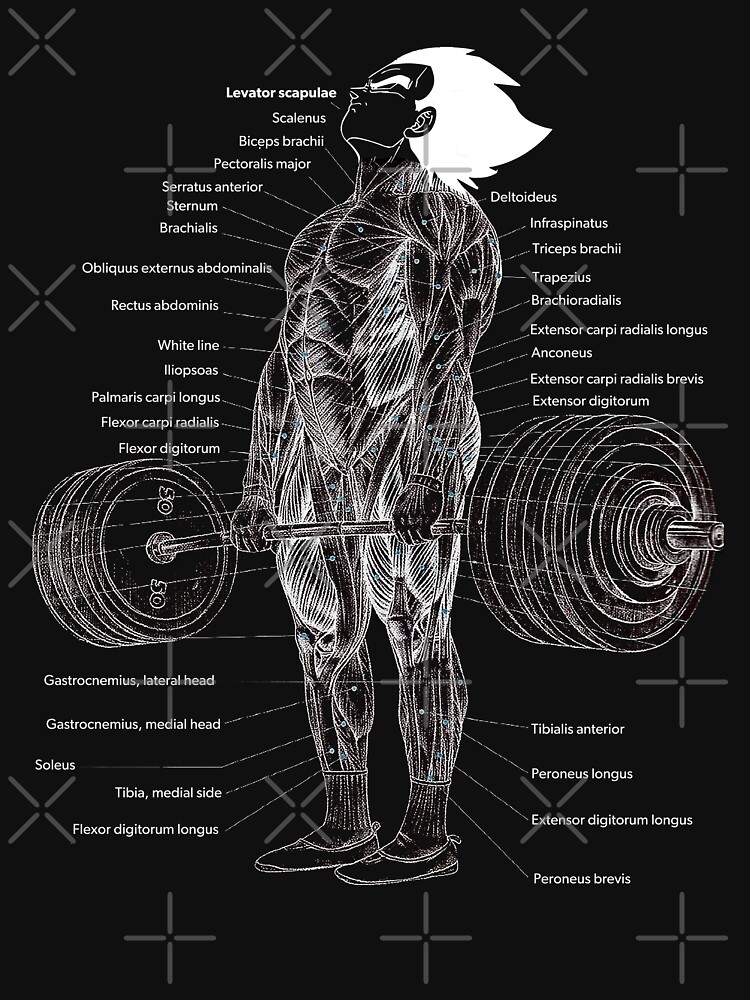 "Vegeta Deadlift Muscle Chart - Anatomy Diagram - Anime Gym ...