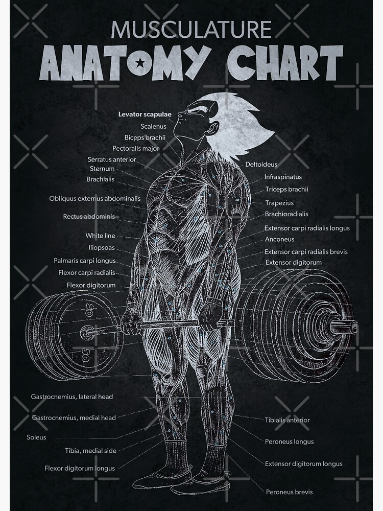 "Vegeta Deadlift Muscle Chart - Anatomy Diagram - Anime Gym ...