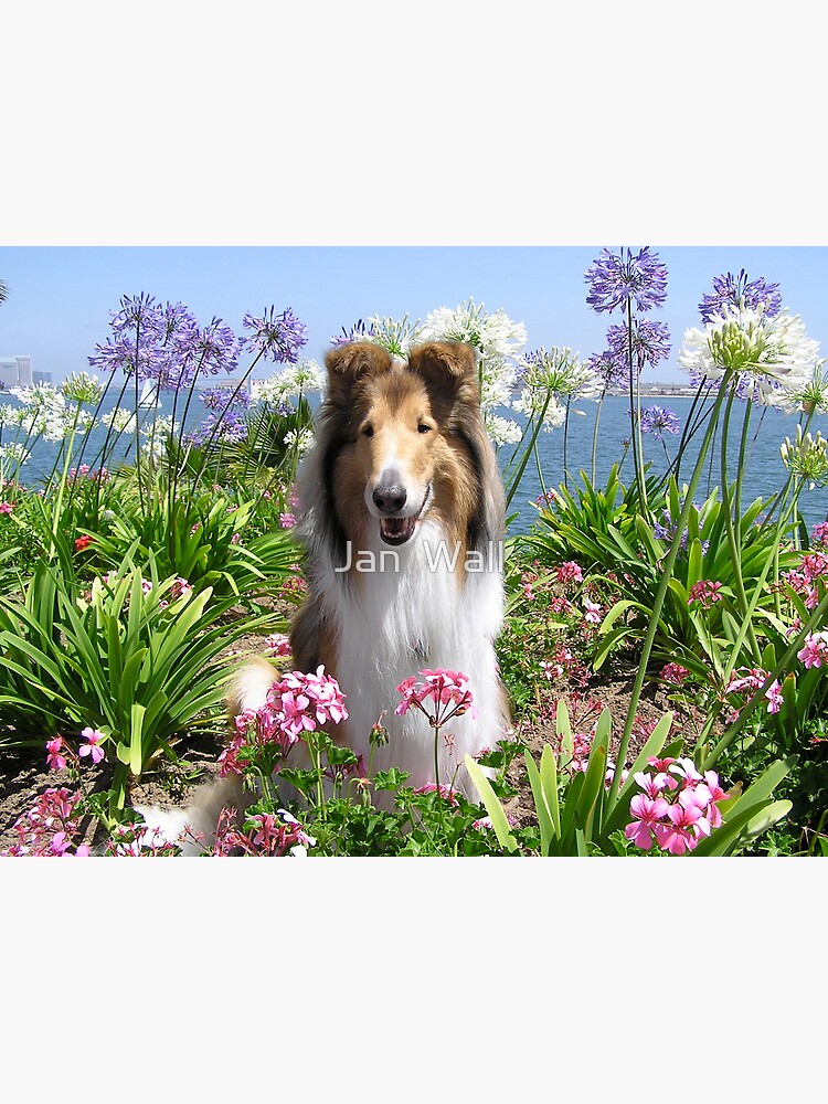 "Collie Flowers - Happy Spring!" Greeting Card for Sale by Jan Wall ...