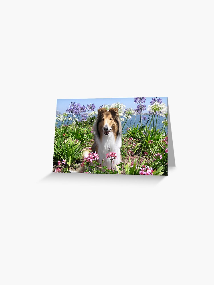 "Collie Flowers - Happy Spring!" Greeting Card for Sale by Jan Wall ...