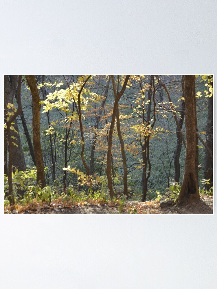"Forest with a fading sunlight" Poster for Sale by TeaM74 | Redbubble