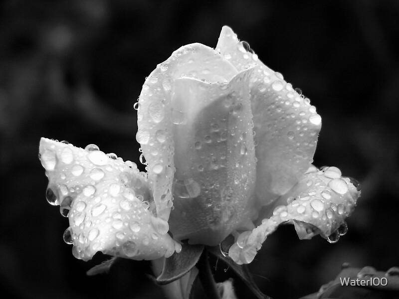 "Crying Rose" by Waterl00 | Redbubble