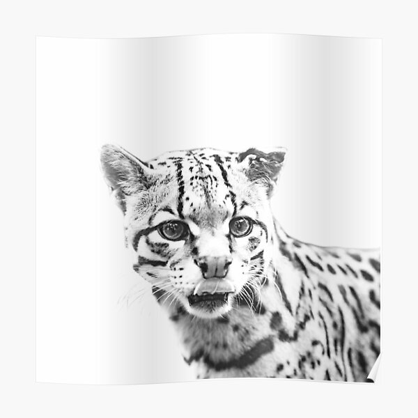 "Cheetah Ocelot Yum" Poster for Sale by ep-pandality | Redbubble