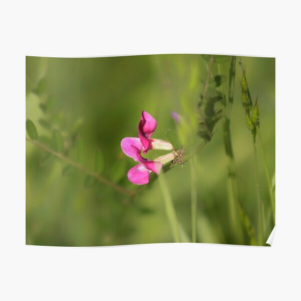 "common vetch" Poster for Sale by Francespoppy | Redbubble