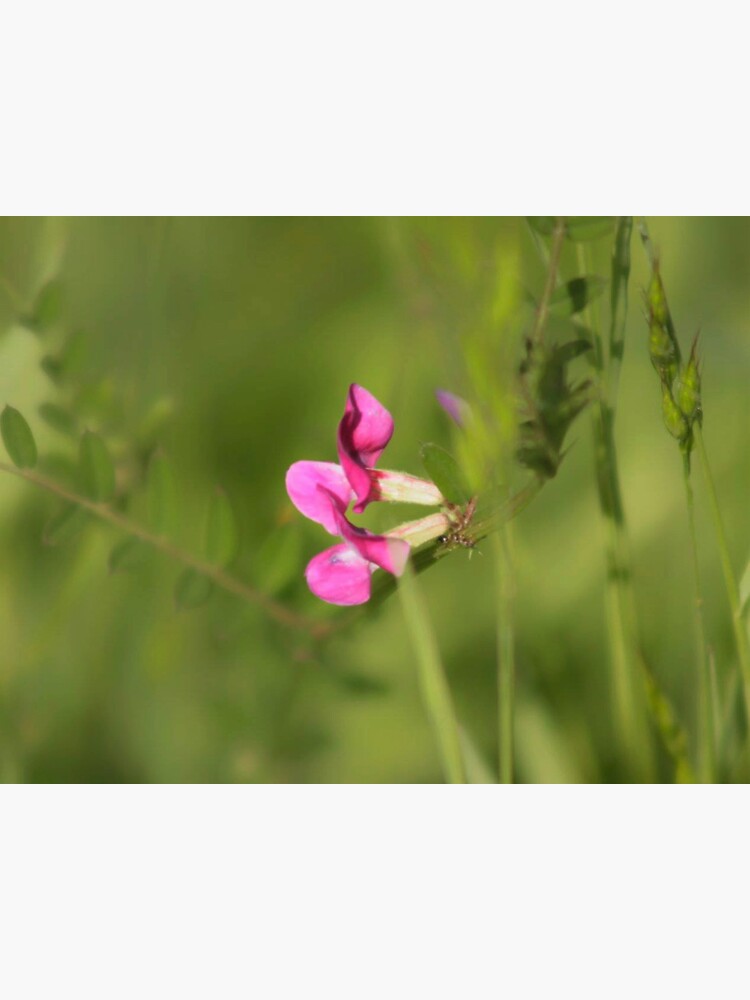 "common vetch" Sticker for Sale by Francespoppy | Redbubble