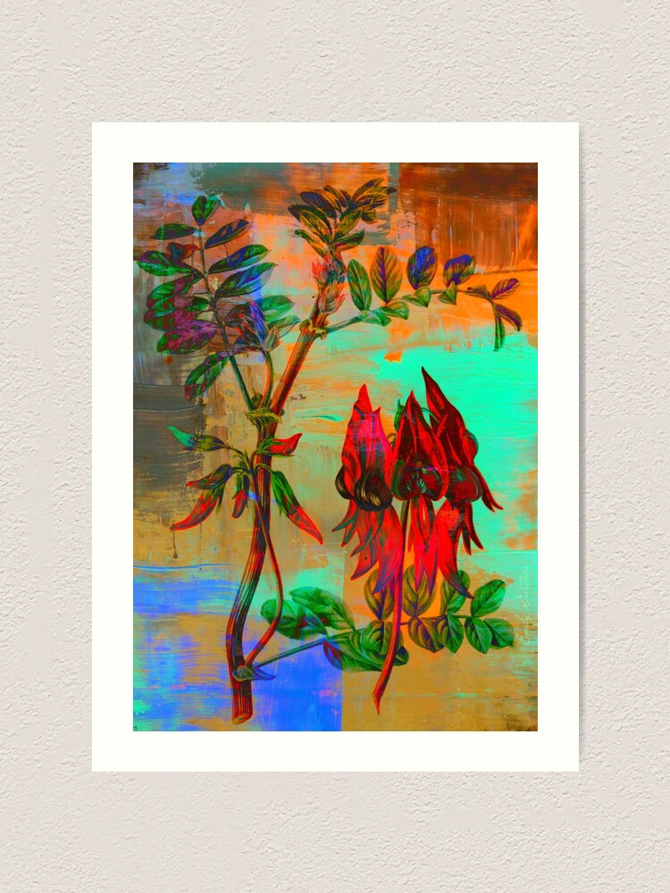 "Botanical Print-Sturt Pea-Australia's Wildflower" Art Print for Sale ...