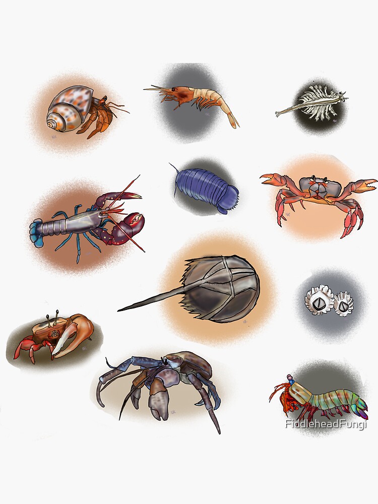 "Crustacean party" Sticker for Sale by FiddleheadFungi | Redbubble