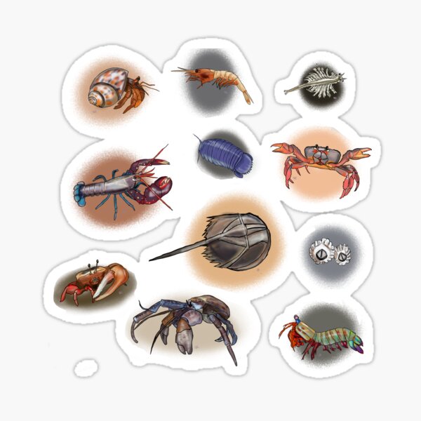 "Crustacean party" Sticker for Sale by FiddleheadFungi | Redbubble