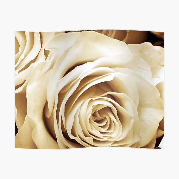 "white rose" Poster for Sale by M0JCA | Redbubble