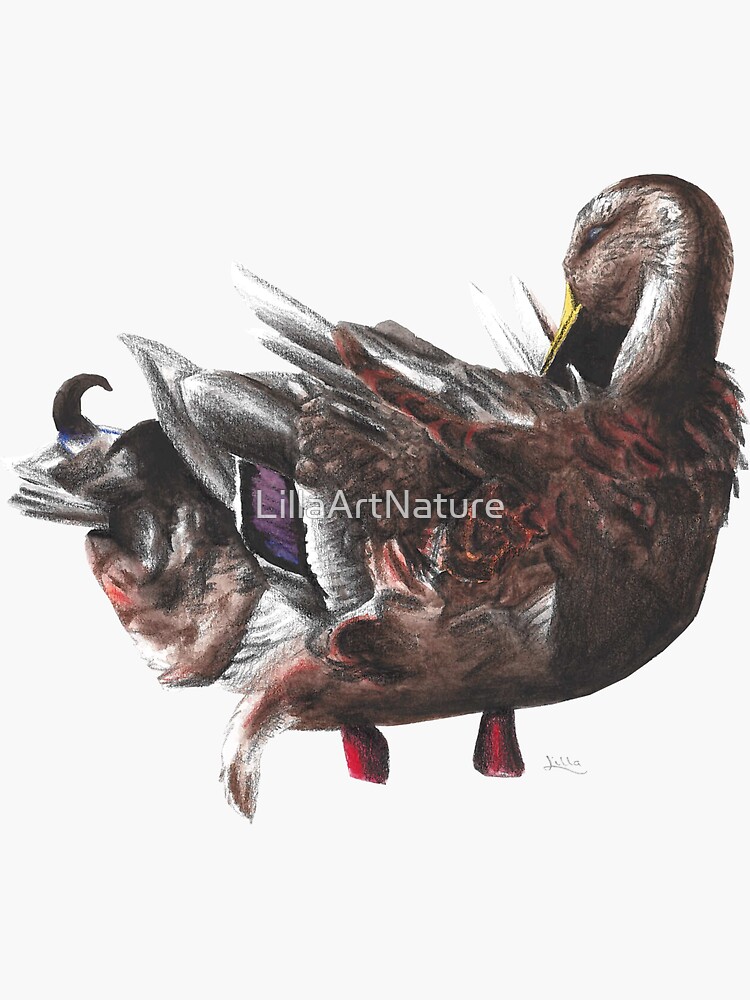 "Mallard Duck" Sticker for Sale by LillaArtNature | Redbubble