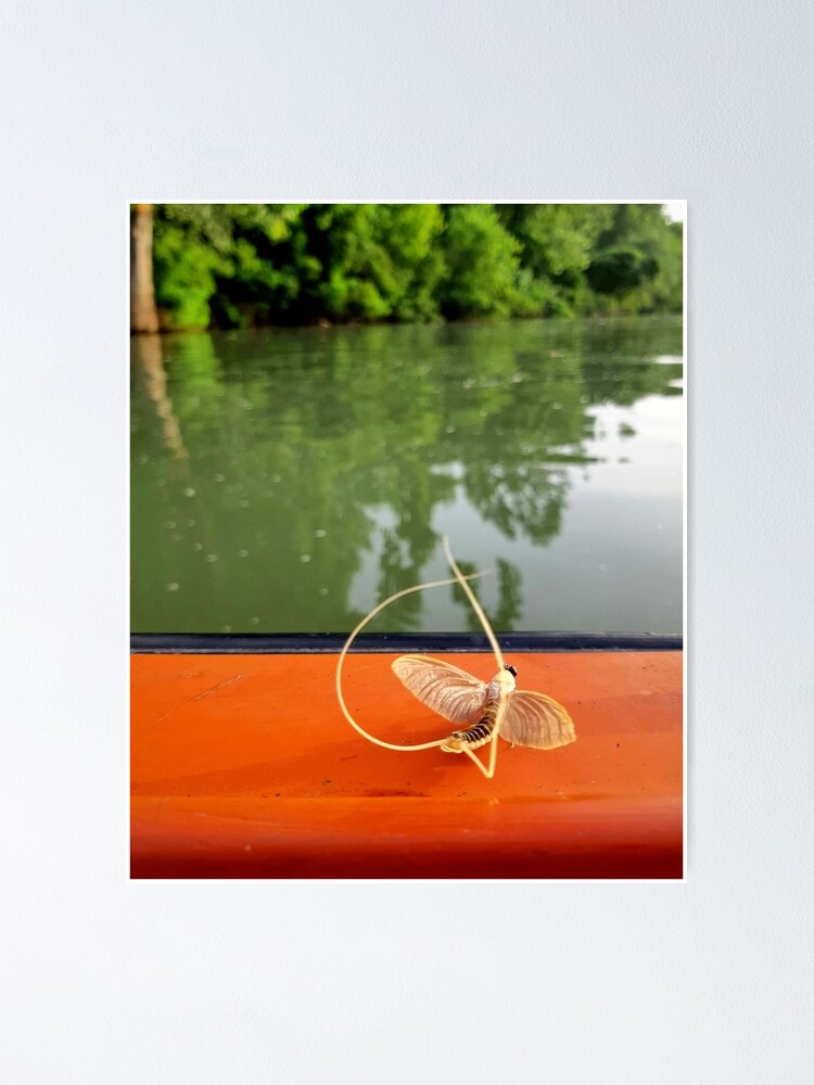 "Flower of river Tisa" Poster for Sale by SaintAlimpije | Redbubble