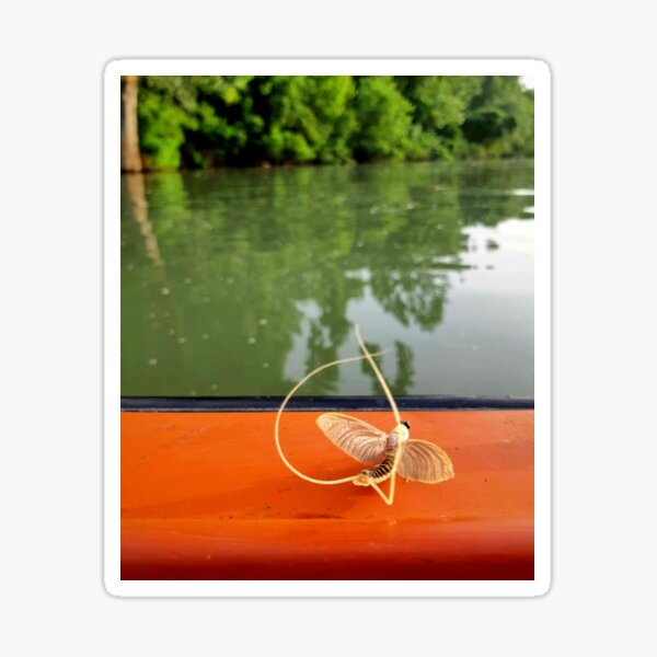 "Flower of river Tisa" Sticker for Sale by SaintAlimpije | Redbubble