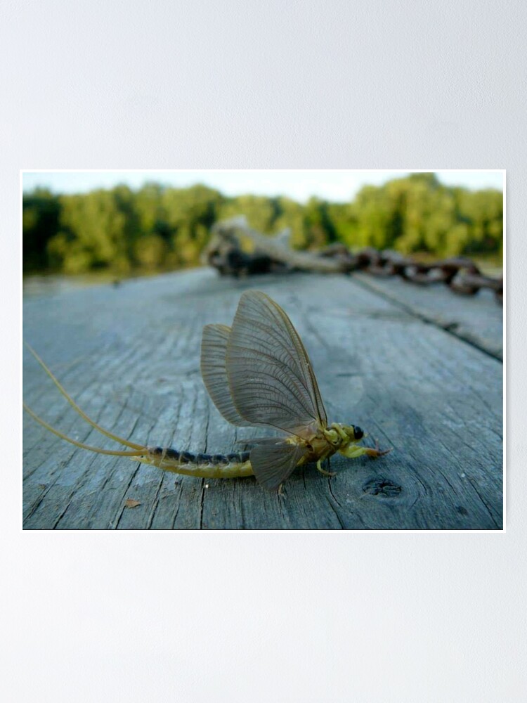 "Flower of river Tisa" Poster for Sale by SaintAlimpije | Redbubble