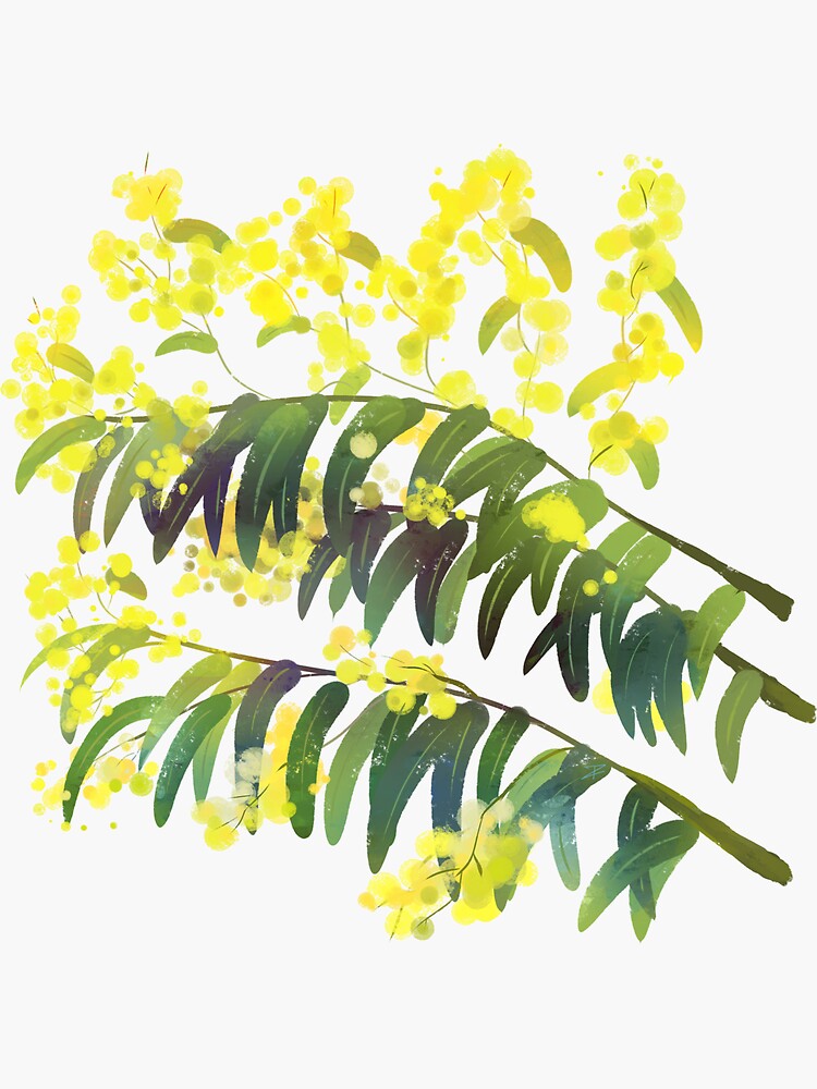 "Wattle branch" Sticker for Sale by starryhero | Redbubble