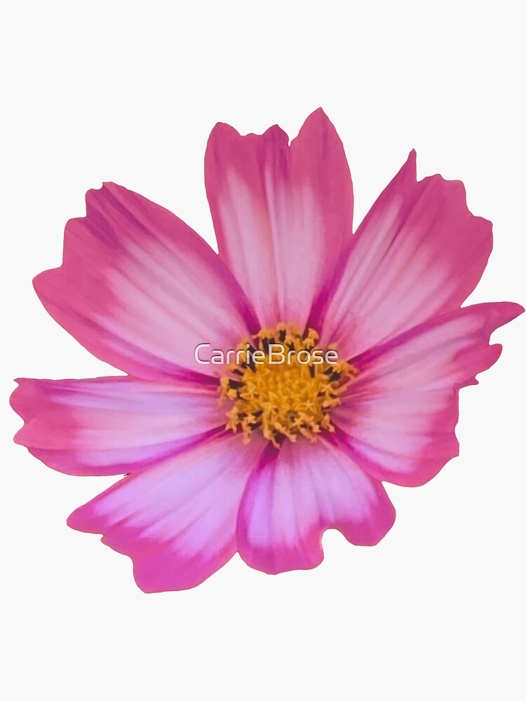 "Pink lady Cosmo" Sticker for Sale by CarrieBrose | Redbubble
