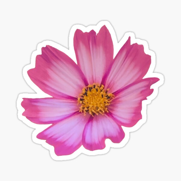 "Pink lady Cosmo" Sticker for Sale by CarrieBrose | Redbubble