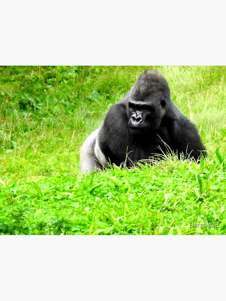 "Silverback" Sticker by Barnbk02 | Redbubble