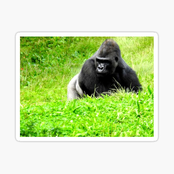 "Silverback" Sticker by Barnbk02 | Redbubble