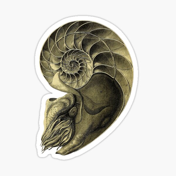 "Nautilus Ultra Spiral" Sticker for Sale by RAFAROMAN | Redbubble