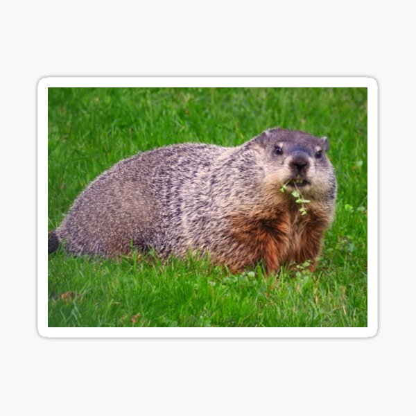 "Groundhog" Sticker for Sale by Barnbk02 | Redbubble