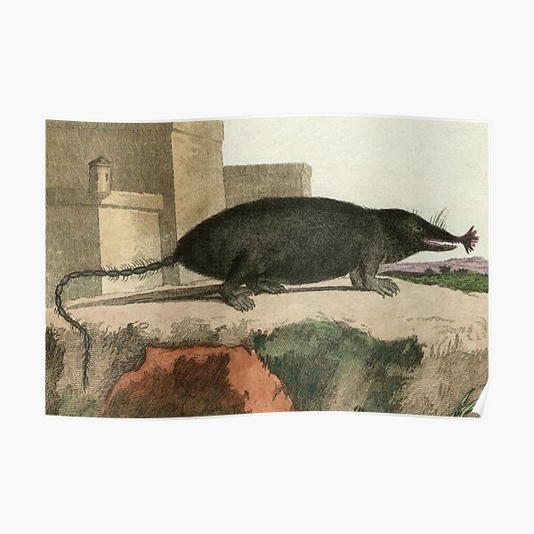"Canadian mole with whiskers on pointy snout" Poster for Sale by ...