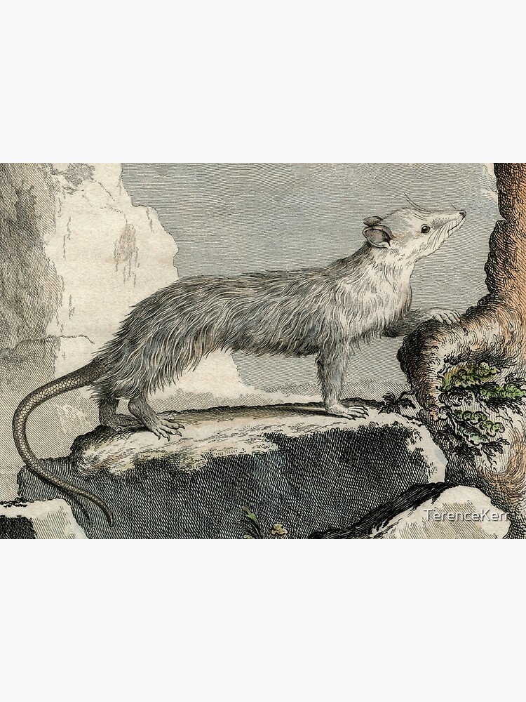"Illinois opossum or possum" Poster for Sale by TerenceKerr | Redbubble