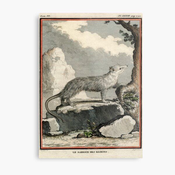 Lámina metálica «Zarigüeya o sarigue de Illinois, dibujada en 1780» de ...