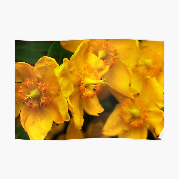 "Azaleas Golden Light" Poster for Sale by BritishYank | Redbubble