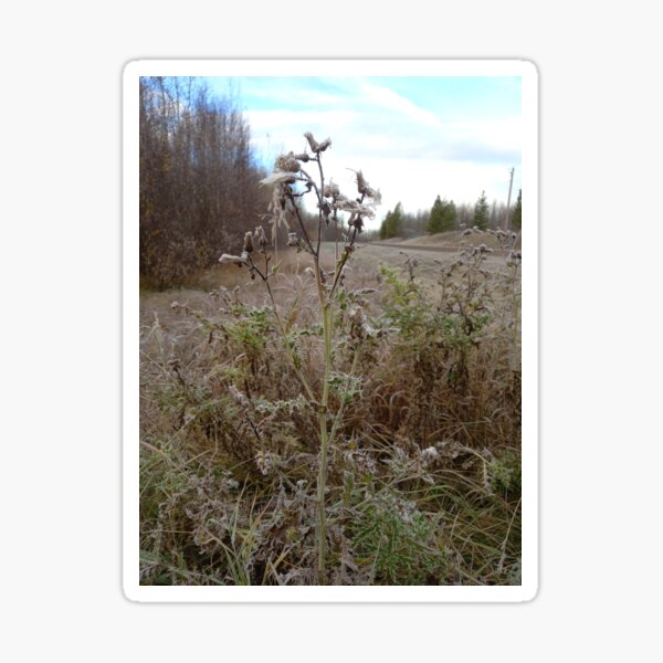 "Nature: Frosted Thistle by a Roadside" Sticker for Sale by TaraTs ...