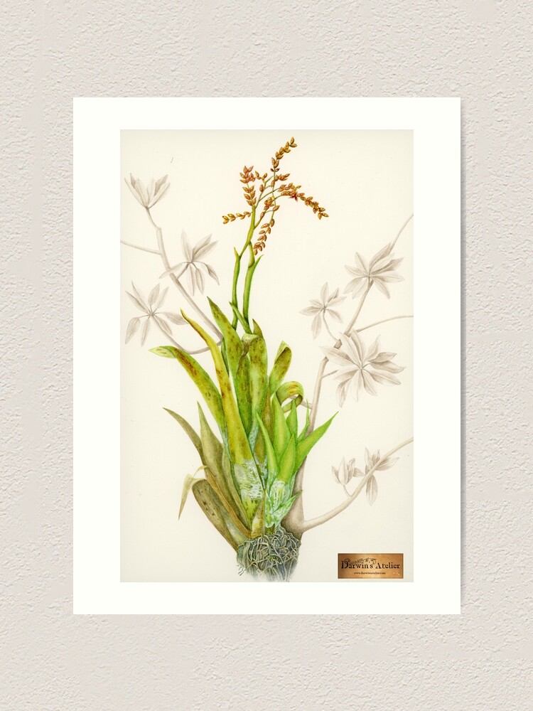 "Catopsis berteroniana (Carnivorous Tillansia)" Art Print by ...