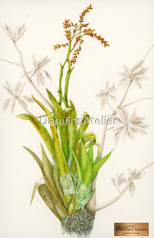 "Catopsis berteroniana (Carnivorous Tillansia)" by DarwinsAtelier ...