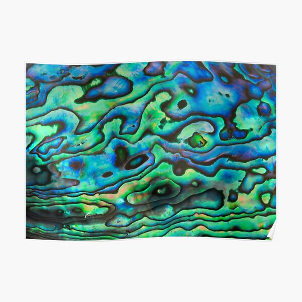 "Paua abalone blue green shell" Poster for Sale by Lakowatz | Redbubble