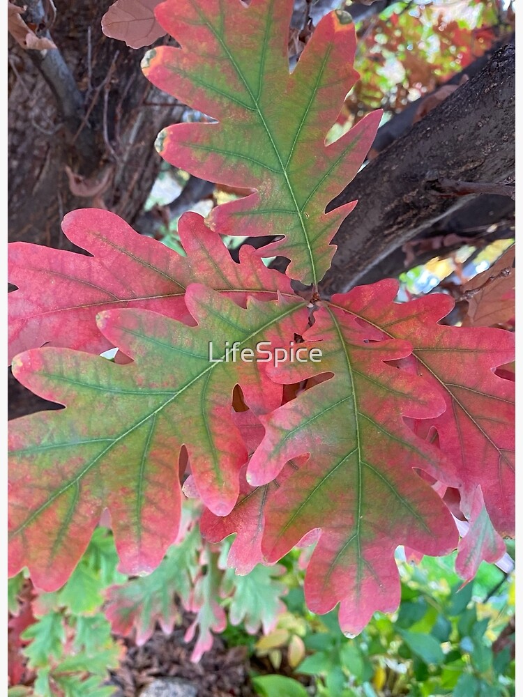 "Oak Tree Leaves changing colors in the Fall, by Mark Ewing" Poster for ...