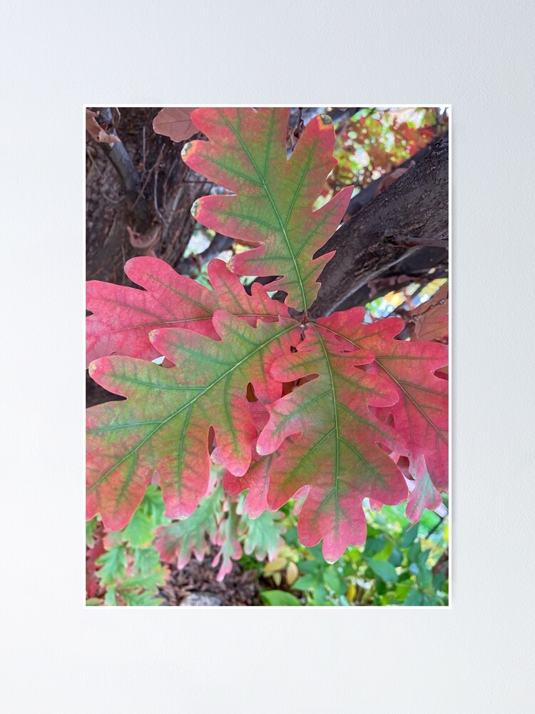"Oak Tree Leaves changing colors in the Fall, by Mark Ewing" Poster for ...