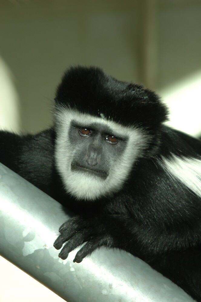 "Sad monkey" by Stan Daniels | Redbubble