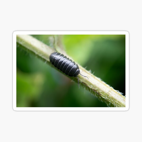 "Rollie Pollie" Sticker for Sale by kellietinyworld | Redbubble