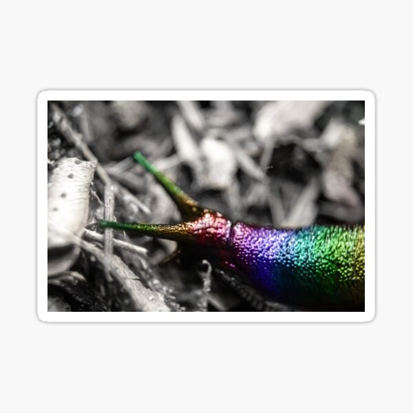"Rainbow Slug" Sticker for Sale by kellietinyworld | Redbubble