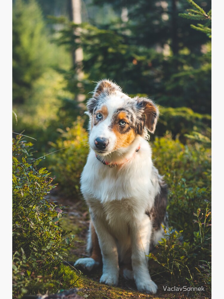"Sad expression of Australian Shepherd puppy in the forest at sunset ...