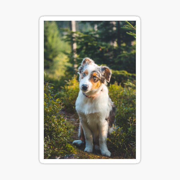 "Sad expression of Australian Shepherd puppy in the forest at sunset ...