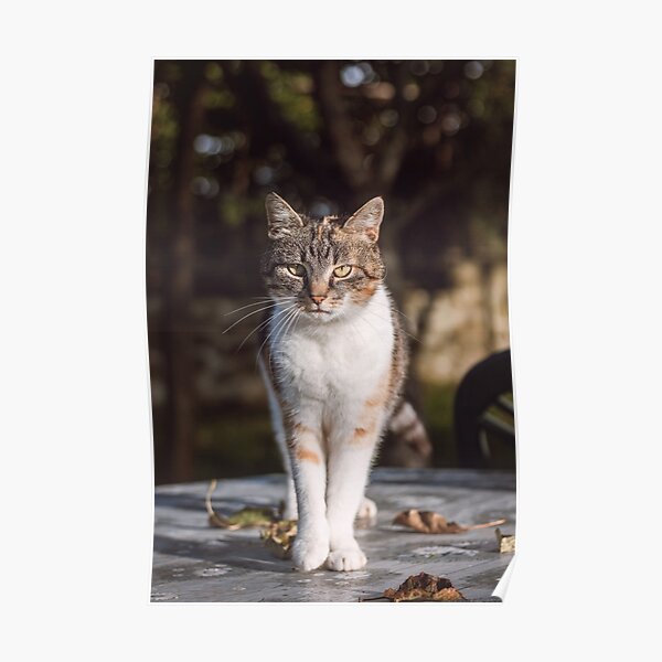 "Stern expression of a noble coloured domestic cat" Poster for Sale by ...
