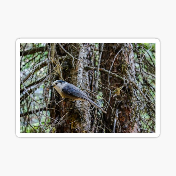 "Grey Jay" Sticker for Sale by debfaraday | Redbubble