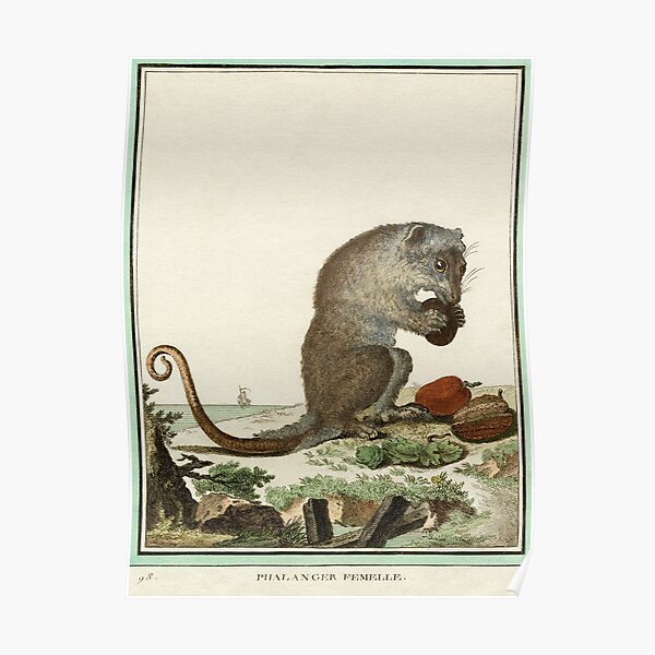 "Feasting female possum by French artist in 1780" Poster for Sale by ...