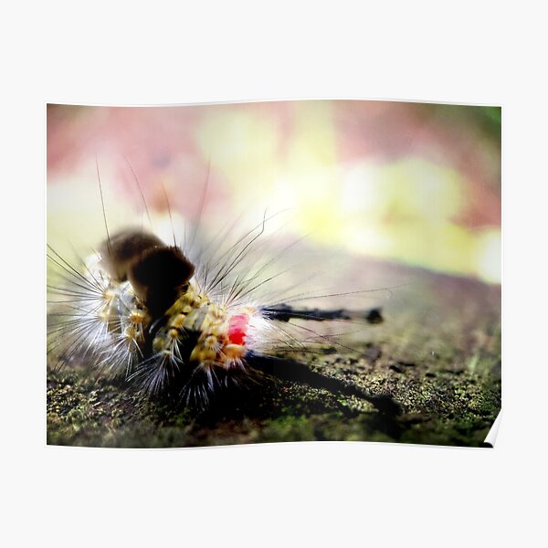 "Caterpillar " Poster for Sale by Beardeaux | Redbubble