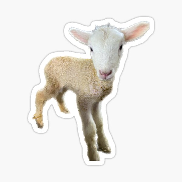 "Lamby" Sticker for Sale by Dorset-2022 | Redbubble