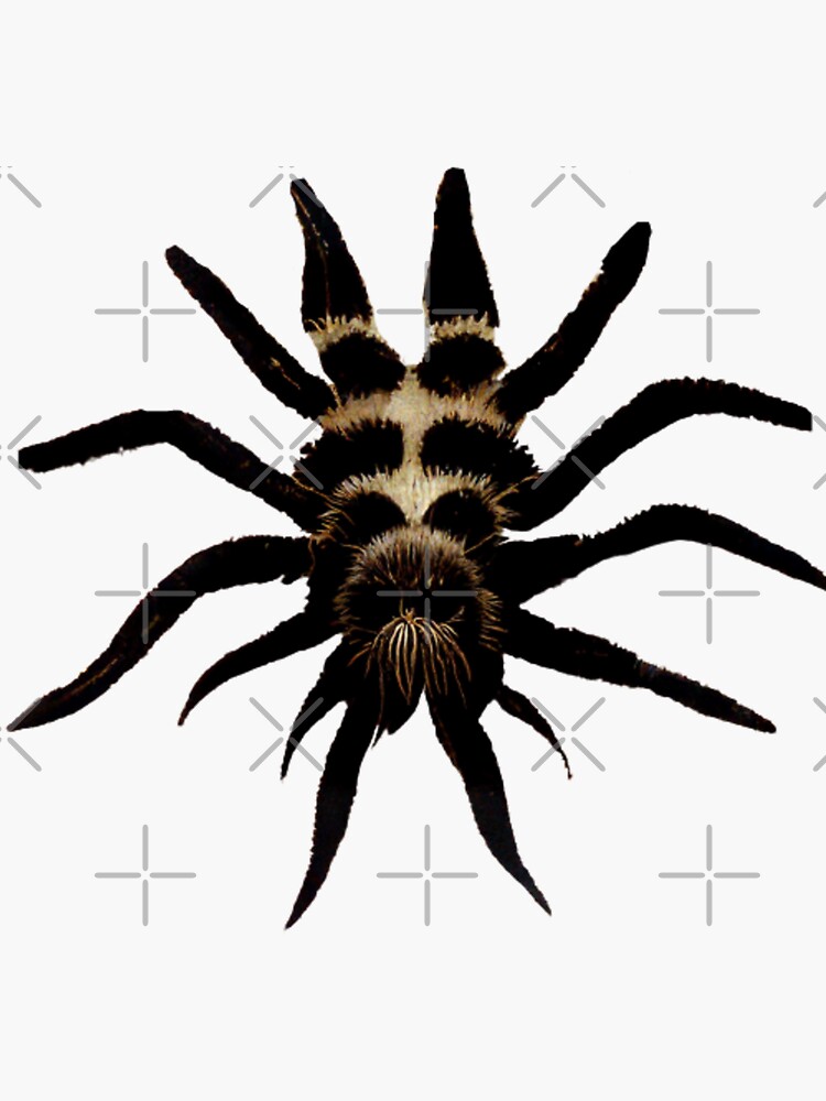 "Tarantula Spider Spiders Graphic Illustration" Sticker for Sale by ...